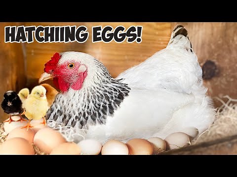 This Mother Hen is Sitting on Over a Dozen FERTILIZED Eggs! | Broody Hen
