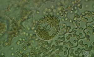 Sorry, we have encountered a problem. - Alexander Street, a ProQuest Company