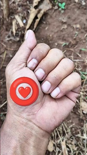 Click beetle from ASIA #beautifulinsects #anyuniqueanimals #insects