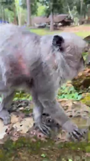 9.4K views · 148 reactions | Don't think I don't know what's going on with every monkeys in Cambodia.I know everything.Tima grandma.殺 | Stop Abuse to Baby Monkeys | Facebook