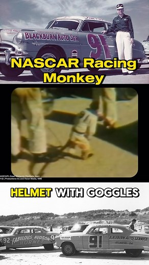 Have you heard about Jocko Flocko, the monkey co-driver? In 1953, Tim Flock got Jocko Flocko to ride in his Hudson Hornet for a total of 8 NASCAR races. During Jocko’s final race, a stone thrown from the tire flew through a trap door in the Hudson’s floor and struck Jocko, startling him and causing him to panic! Flock was in second place but had to at the last moment to get Jocko out of the car, coming in third instead. Want to hear more stories about the early days of NASCAR? Watch the full vid