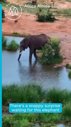 An angry crocodile lunged at elephants two times while they were drinking from a waterhole. 🐊🐊 #wildlife #crocodile #africa #wildlifephotography #reels | Wild Sightings