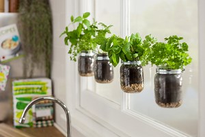 MAKING THE MOST OF YOUR PLANT WINDOW
