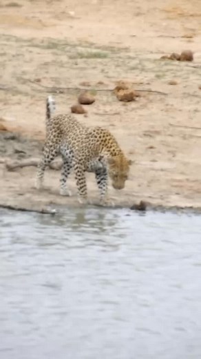 2.4K views · 921 reactions | Phuza time on safari. Victor Motseleng #phuza #safari #leopard #bigcat #spottedcat #greenfiregamelodge #balulenaturereserve #greaterkrugernationalpark #reelsinstagram #krugernationalparksouthafrica #tourism #wildlifephotography #hoedspruit #southafrica | Greenfire Game Lodge | Facebook