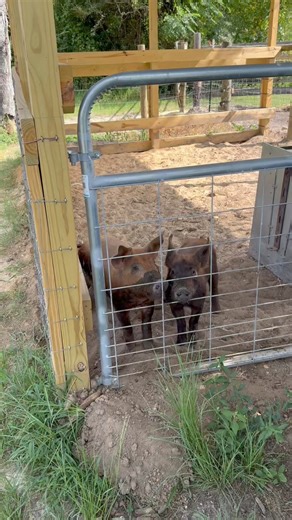 Feeding the pigs Today 💯#iamlarrybjr #homesteading #pigs | Larry Brown Jr.