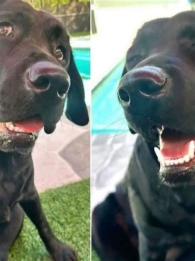 why does a duck have tail feathers? #bestfriend #chocolatelab #labradorsoftiktok #dogs #memes