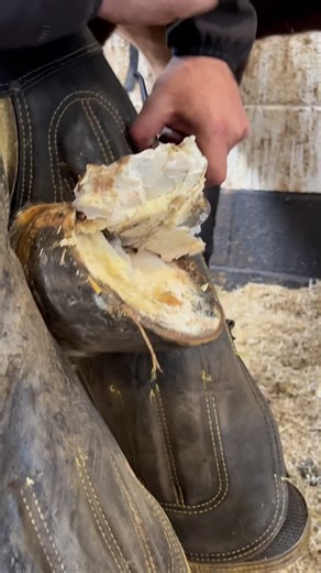 #farrier #farriersoftiktok #horses #asmr #animalwelfare