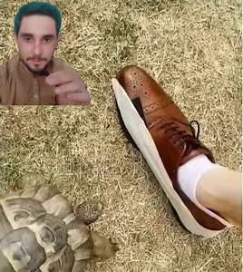 63 reactions | Turtle  cannot attack on white face, what is the reason of it? #facebookreel #reelsviralシ #fb | Salman Khan | Facebook