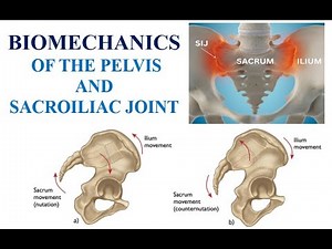 Biomechanics of the Pelvis and Sacroiliac Joint