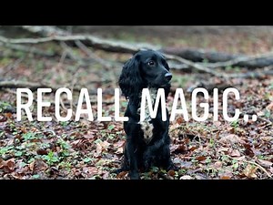 Spaniel Recall: The Science Explained