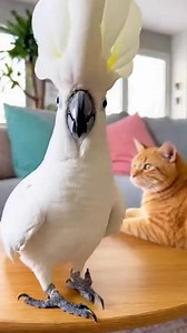 Cockatoo proposes… cat says *big no* 💔🐦💍 #BirdProposal #CatRejection #PetDrama #CockatooHeartbreak #FelineLogic #ViralPetMoment #UnlikelyLoveStory #FunnyAnimals #CatVsParrot #TooReal | Firestick Tip's Tricks
