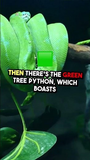 The Most Colorful Snakes in the World! 🎨🐍 #NatureArt