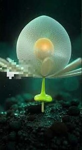 Breakthrough that hasn’t happened in more than 160 years of plant biology