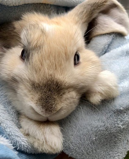 The Life Stages of a Rabbit — Westley’s World