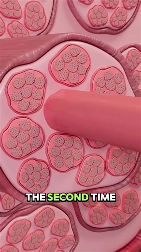 Why Getting Back in Shape is Easier the Second Time