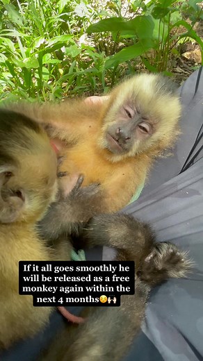 Adorable Little Baby Capuchin Monkey Waking Up from Afternoon Nap
