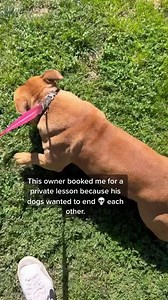 38K views · 105 reactions | Working with 2 dogs that wanted to kill each other to being able to co exist again with just one training session. And given the owner the tools and knowledge he needs to keep improving his dogs behaviors every day. If you want to find out how I can also help you with your dogs click here: https://www.instagram.com/thedogdaddyy/?hl=en | The Dog Daddy | Facebook