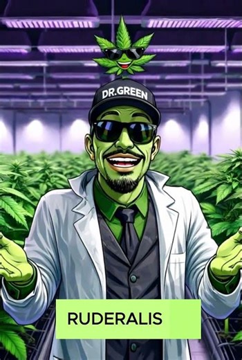 Indica vs Sativa vs RUDERALIS – What’s the Difference?#Indica#Sativa#Ruderalis #growingtips