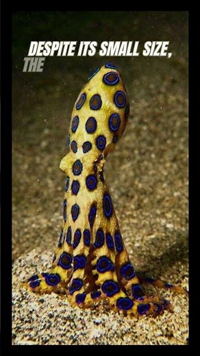 Meet the blue ringed octopus! 🐙