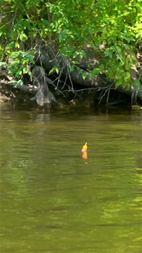 590K views · 8.1K reactions | FLYING FISH 勞 | SBS Outdoors | Facebook