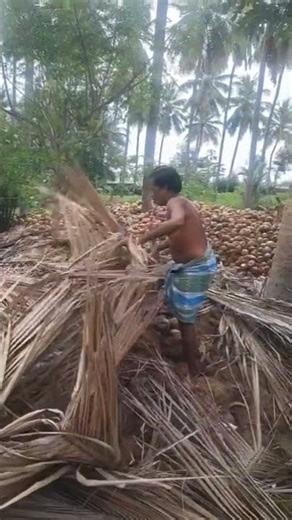 Process of making A grade Copra Contact for more details +917973693549 #viral #copratrader #copra