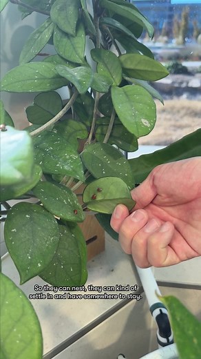 Meet our greenhouse guardians—the ladybugs! 🐞⁣ ⁣ In Young Living’s greenhouses, instead of relying on pesticides to keep our plants safe and happy, we use ladybugs. These MVPs eat aphids, one of our biggest pests. ⁣ ⁣ We like to make these tiny heroes feel at home by creating ladybug hotels, plants where they can nest, snack on aphids, sip nectar, and enjoy the greenhouse life. ⁣ ⁣ #SmallShiftsBigImpacts | Young Living USA