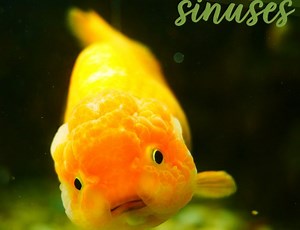 Sinus problems- who nose what to do about them? - Body Organics