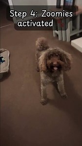 Cockapoo Morning Routine: Funny Post-Walk Zoomies and Bed Nesting 🐶😂