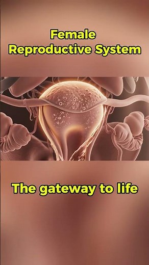 Female Reproductive System in 3D🌸Anatomy Visualization #shorts #miracleinmotion #scienceoflife