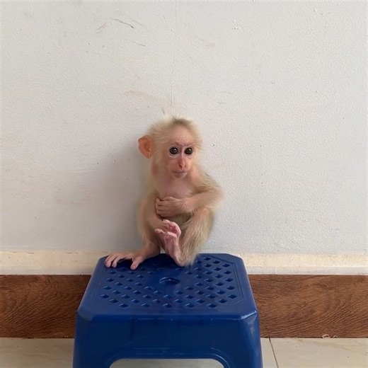 9K views · 156 reactions | OMG Screaminq Loud BeCoz She Was POOP-pIng #babymonekey #smallbabymonkey #littlebabymonkey #cutemonkey #funnymonkey | Sarry | Facebook
