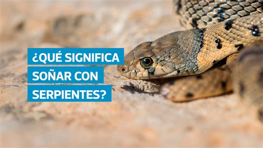 VIDEO | Qué significa soñar con serpientes, víboras y culebras: lo que dicen los expertos - Guatevision