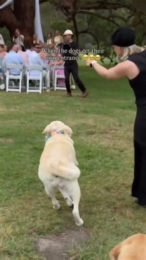 When the dogs get their own entrance 🥹🥹 #wedding #bride #dog