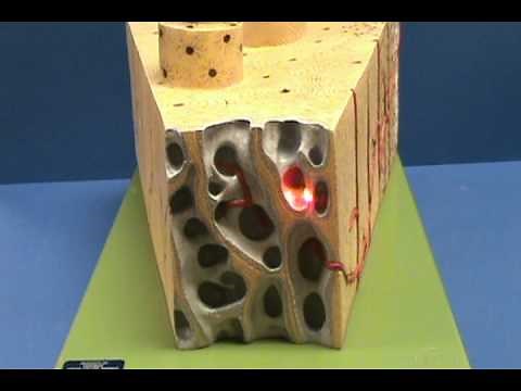 Bone Model - Interstitial Lamellae & Endosteum