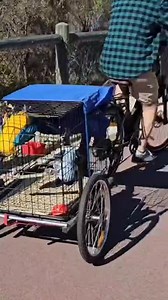 Another ‘gotcha’ day.. ( 3 years) the amazing and super smart Kuta 💕 His page was hacked so he has a new profile.. called Keeping up with Kuta. You have to ‘friend him to follow his antics! This vid shows his last day in my aviary on his Mum’s arm.. I nearly cried with that music !..soooo beautiful! This group is well worth joining.. he is just hilarious.. and very close to ruling his kingdom at home! Beautiful Kuta 😍❤️🥰😍❤️🥰👌 | Macaws And More