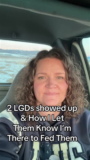 2 LGDs showed up & How we let them know we are at the Haystack to feed them. #montana #ranchlife #cowboy #socks #dog