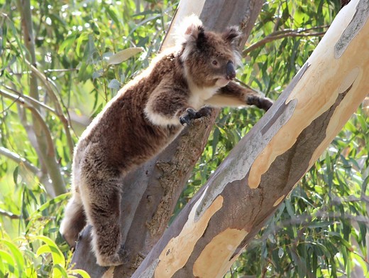 4K views · 492 reactions | Did you know that koalas can jump? This...