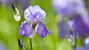 Orris: The world’s rarest perfume ingredient