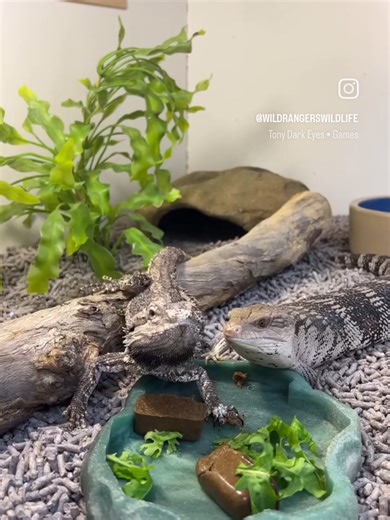 Lizards favourite time of the day with Fuzzy Fox lunch 😋 . #reptilefood #reptilecare #petfood