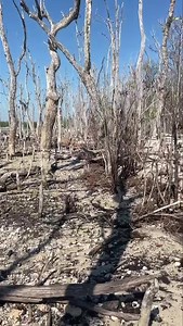 Always exciting finding the big ones . It’s amazing how the wind and the different seasons changes up the shells that we find . The colors and different species that roll in on the islands surprises us as well. Come join us on a Shelling adventure and we will explore together. 🐚❤️ Open Spots are available on tomorrows 7:30 am.& 1:30 pm Four Hour Shared Tours Give us a call or book online : 239-571-2331 www.treasureseekersshelltours.com 🐚 🐚 🐚 | Treasure Seekers Shell Tours