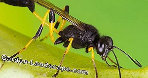 Other: See Parasitic Wasps, Attract, Use As Beneficials - My Beautiful Garden | 2025