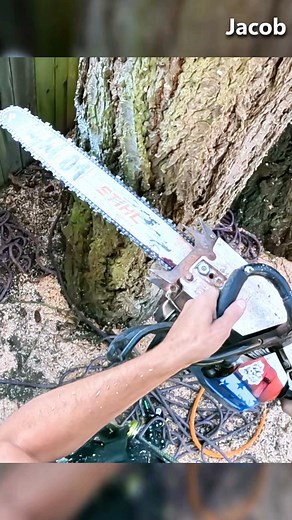 22 reactions | Triple Tree Trouble  #trees #chainsaw #treeremoval #guiltyoftreeson | Jacob Rogers | Facebook