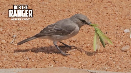 Nature's Drama: Flycatcher's Bold Move Against Praying Mantis