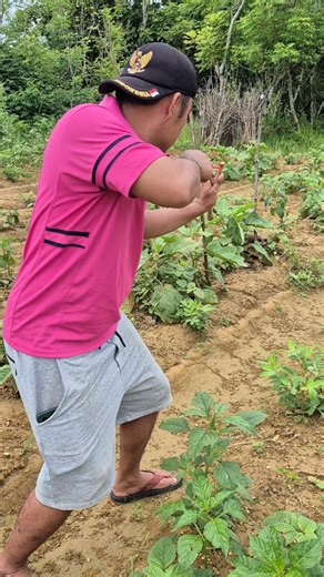 karet ketapel nya ada yang putus #shortvideo #viral