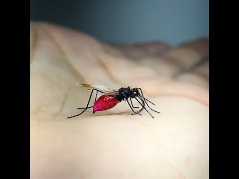 Mosquito - Fly Tying || Atado Realista de Mosquito.