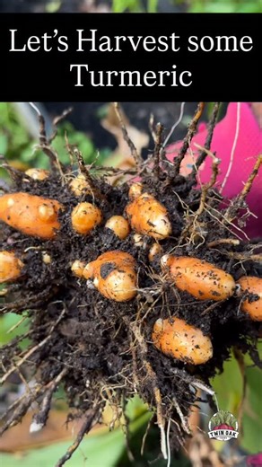 📍SAVE THIS POST: I grew my turmeric from a piece I picked up from a local farmers market . One turmeric rhizome can produce 0.5–1.5 lbs of turmeric per year. 🙌🏾 Here are 5 short tips on growing turmeric: 1. Choose the Right Location: Turmeric thrives in warm, humid climates. Select a spot in your garden that receives partial shade and has well-drained soil. If you’re growing it indoors, ensure it gets plenty of indirect sunlight. 2. Planting: Use healthy rhizomes (the root portion of the plan