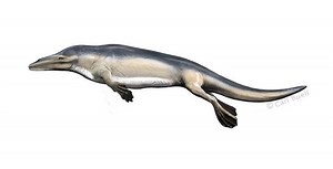 Rodhocetus - Alchetron, The Free Social Encyclopedia