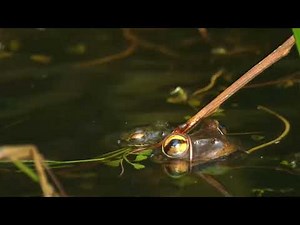 Cuban Tree Frog Call - Osteopilus Septentrionalis