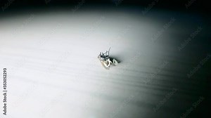 A fly laying on its back dying. The legs are twitching during its last few moments of life. The fly is also giving emergency birth.