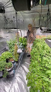 Making pesto from basil is our favorite thing to do with basil I highly recommend it :D This is the Pesto recipe we use and it is doubled so you may want to cut it in half but I like this amount. 4 cups densely packed of basil we used 6 loosely packed 6 tablespoons of pine nuts 6 garlic cloves 4 tablespoons of lemons juice 6-8 tablespoons of nutritional yeast we used 8 1/2 teaspoon of salt 4-6 tablespoons of olive oil we used 4 6-12 tablespoons of water we used 6 You can cut basil pretty much an