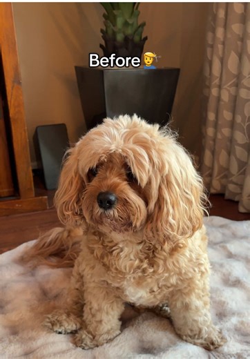 My First Haircut of 2026: Before and After